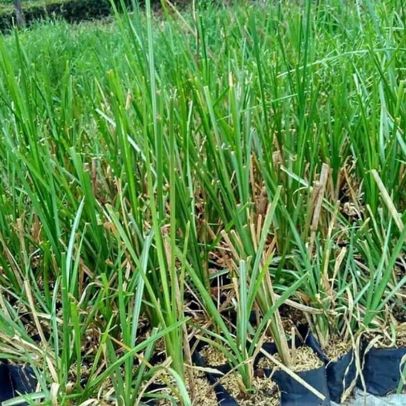 Jual Tanaman hias akar wangi/rumput vetiver tanaman anti erosi atau ...
