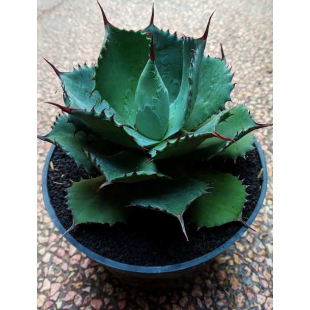 Jual tanaman agave | Shopee Indonesia