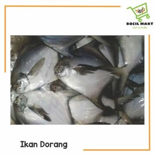 Jual Ikan Dorang Terlengkap & Harga Terbaru Agustus 2024 | Shopee Indonesia