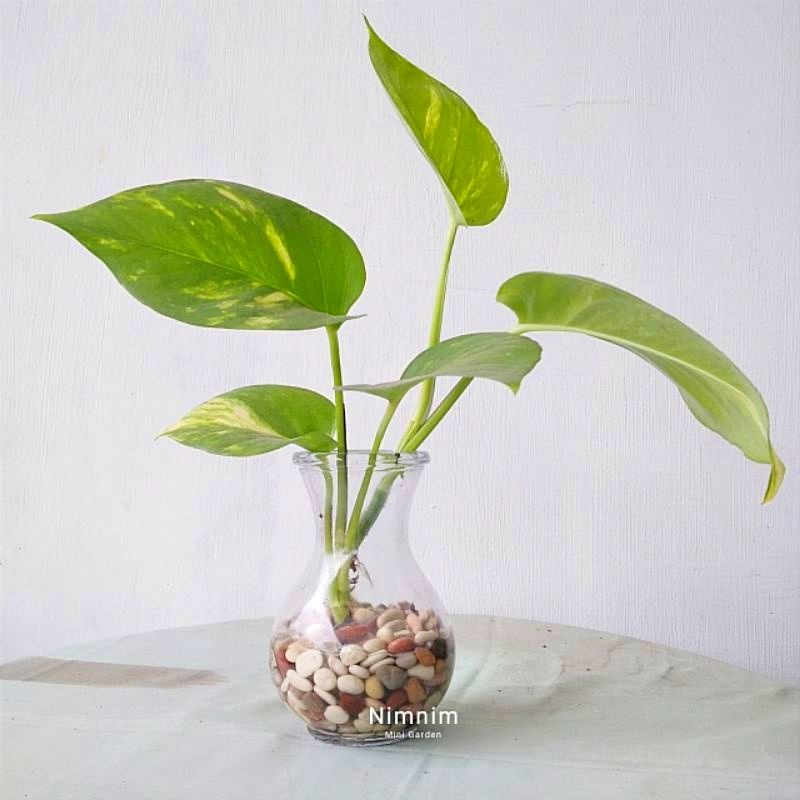 Jual Vas Bunga Kaca Bulat DMJ / Pot Tanaman Air Hidroponik Aesthetic ...