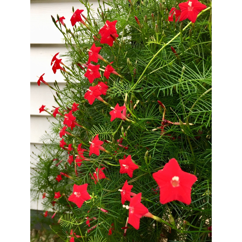 Jual Victory Seed Bibit Benih Songgolangit Rincik Bumi (Isi 10 Biji ...