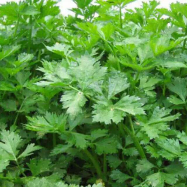 Jual Ufairah Benih Sayur Seledri Mudah Tumbuh isi 100 benih | Shopee ...