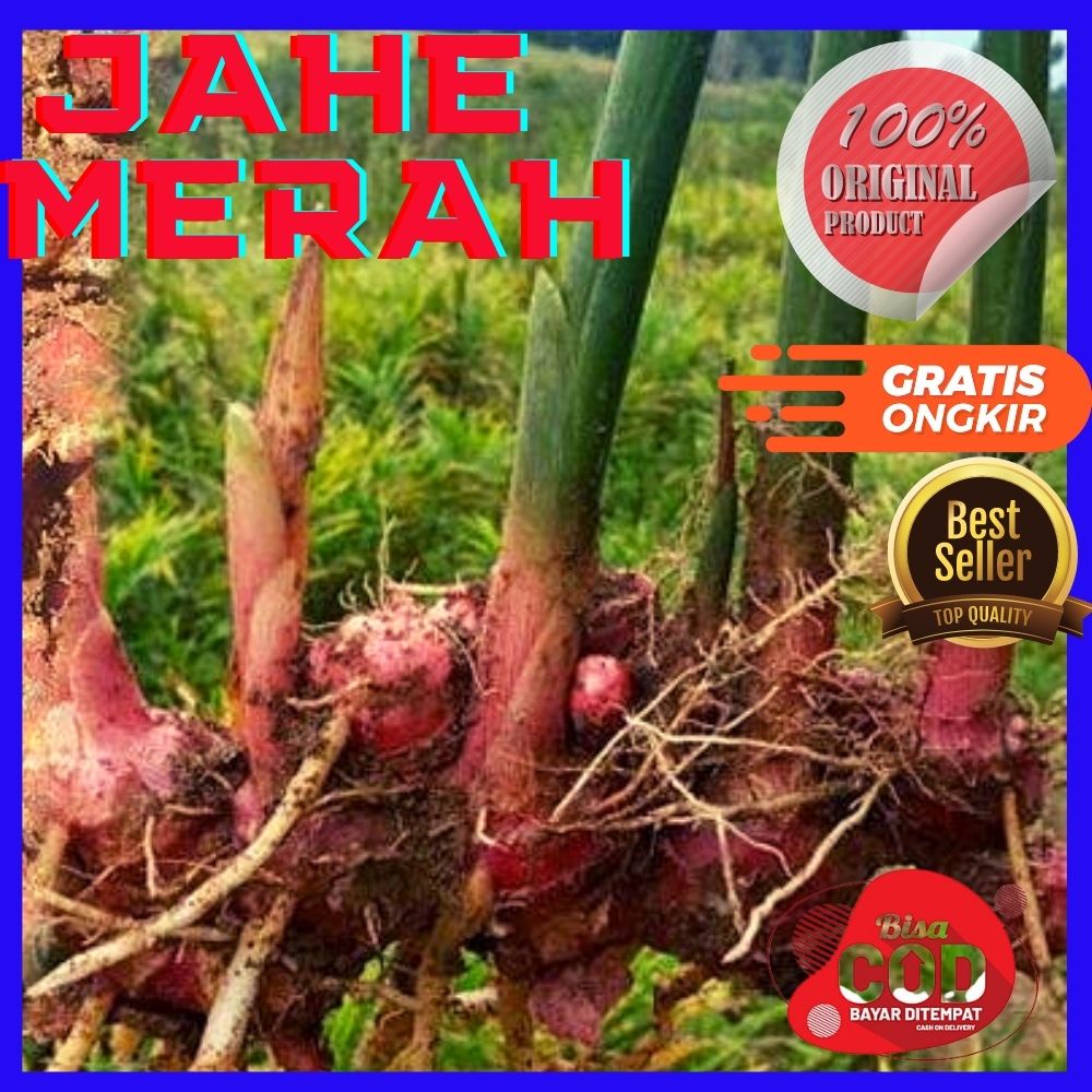 Jual bibit jahe merah jahe merah 1kg jahe merah jahe merah segar bibit ...