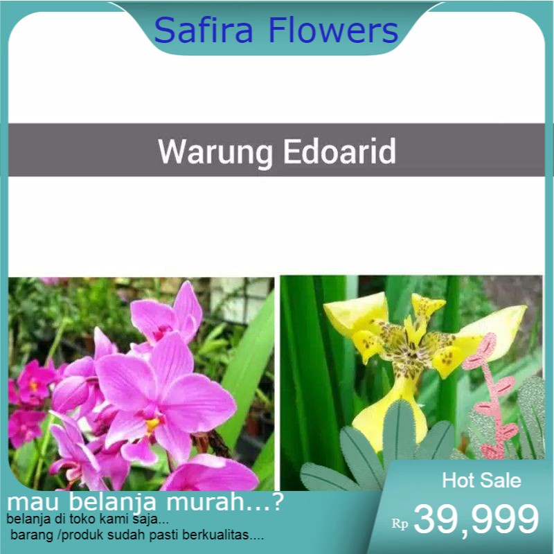 Jual paket 2 tanaman hias anggrek tanah-bunga airis | Shopee Indonesia