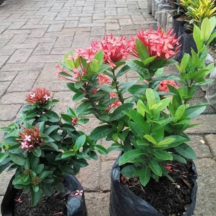 Jual Tanaman Hias Soka Merah | Shopee Indonesia