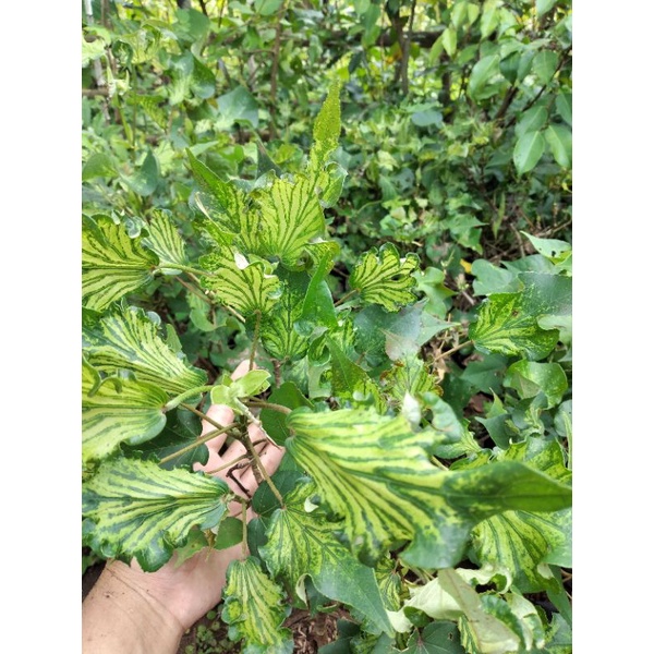 Jual bibit waru wayang/bathik super murah | Shopee Indonesia