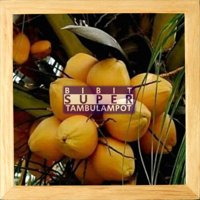 Jual TERPERCAYAA Bibit Tanaman Buah Kelapa gading kuning Okulasi Stek Cangkok Unggul YEES ...