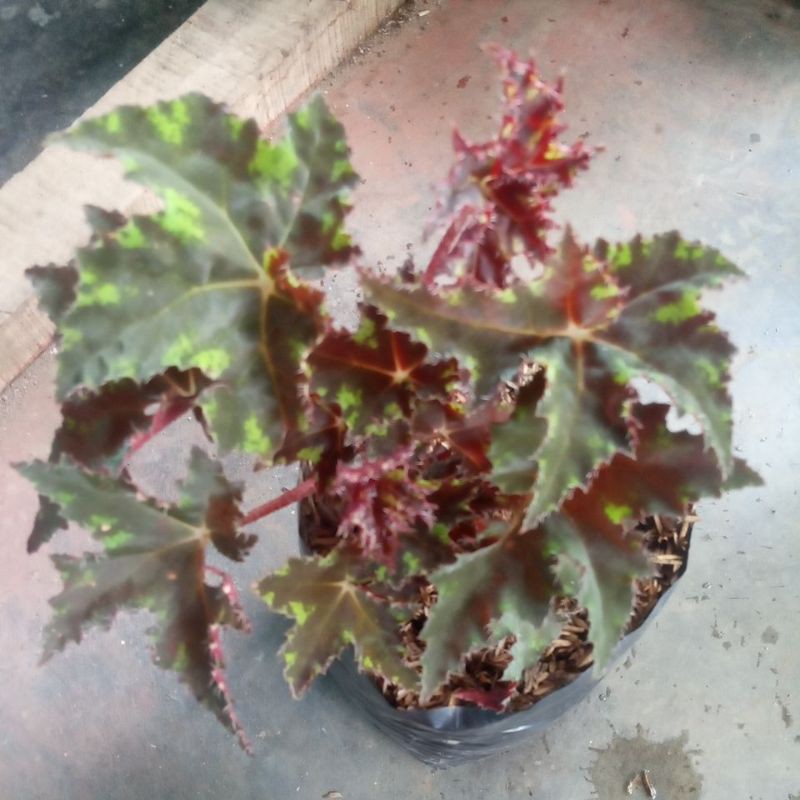 Jual begonia rex tiger | Shopee Indonesia