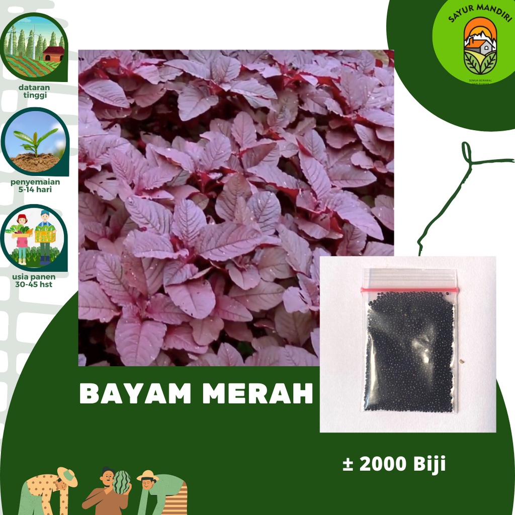 Jual Benih Bayam Merah Seribuan | Shopee Indonesia