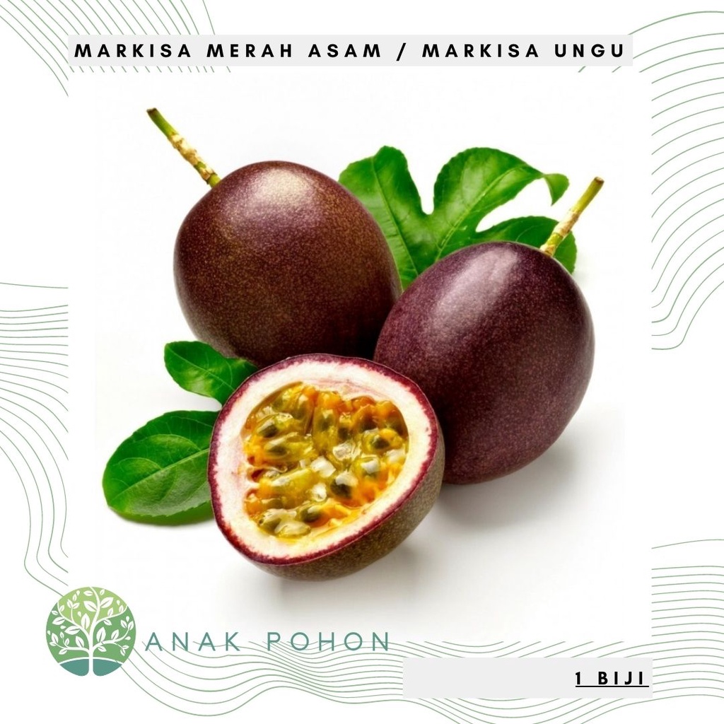 Jual Benih Bibit Biji - Markisa Merah Asam / Markisa Ungu (Passiflora edulis) Seeds | Shopee ...