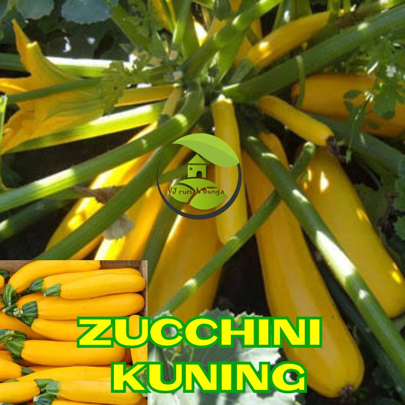 Jual Benih Bibit Zucchini Hijau Jewel Hibrida Timun Jepang Zuchini ...