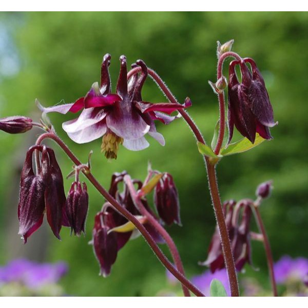 Jual Aquilegia Columbine William Guinness 10 Biji (Benih Biji Bibit ...