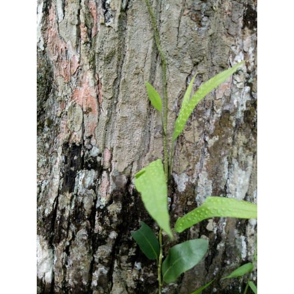 Jual terabaru Bibit Tanaman Pakis Rambat Paku Hutan Langka Koleksi ...