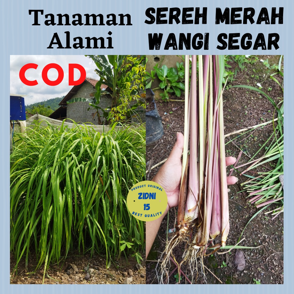 Jual 250g SEREH MERAH HERBAL SEREH WANGI BAHAN JAMU TRADISIONAL MINUMAN ...