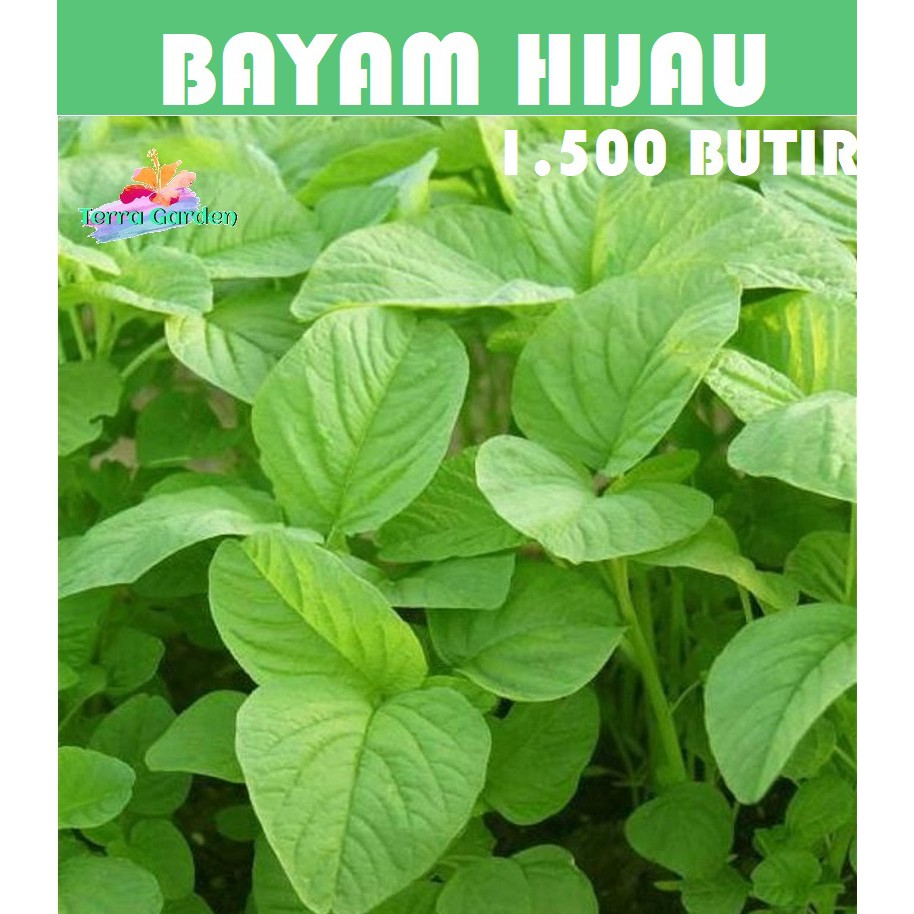 Jual Bibit Benih Biji Bayam hijau merah belang bayam jepang horenso ...