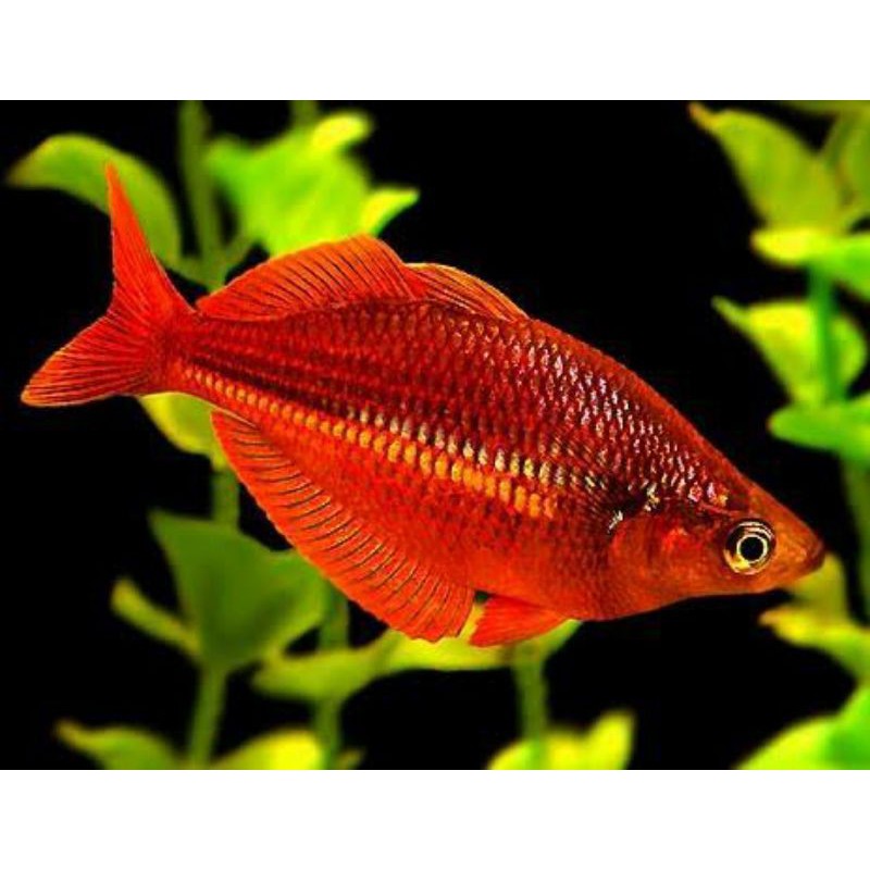 Jual ikan rainbow merah | Shopee Indonesia