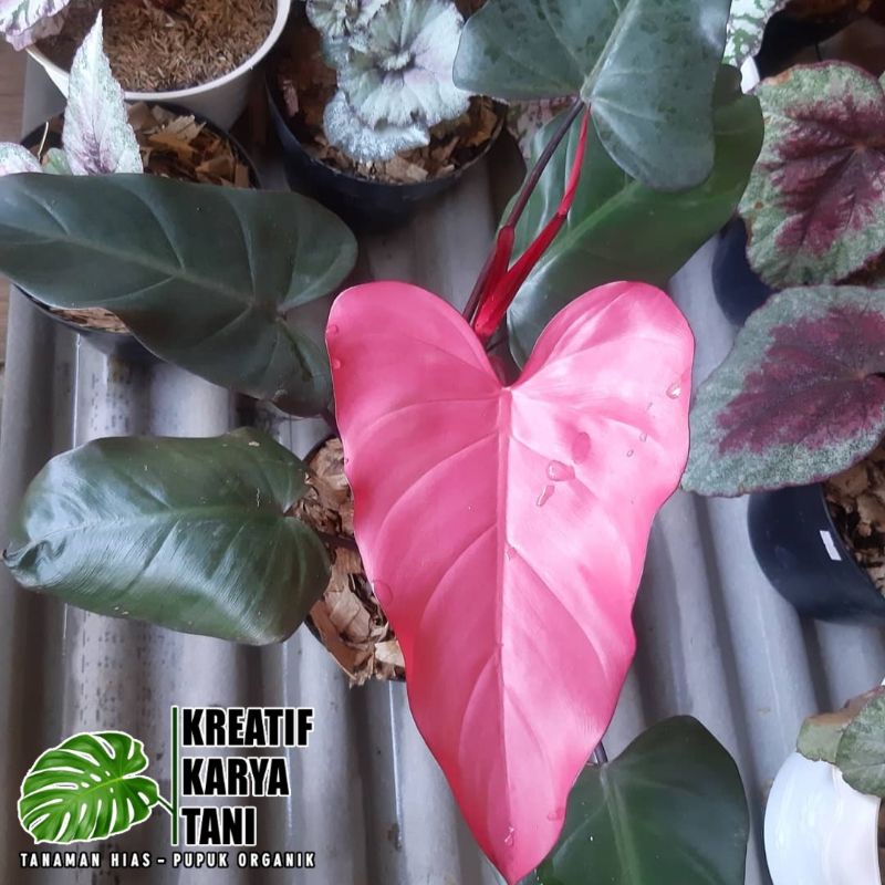 Jual Tanaman hias Philodendron Black Cardinal - Paraiso Verde - Pink ...