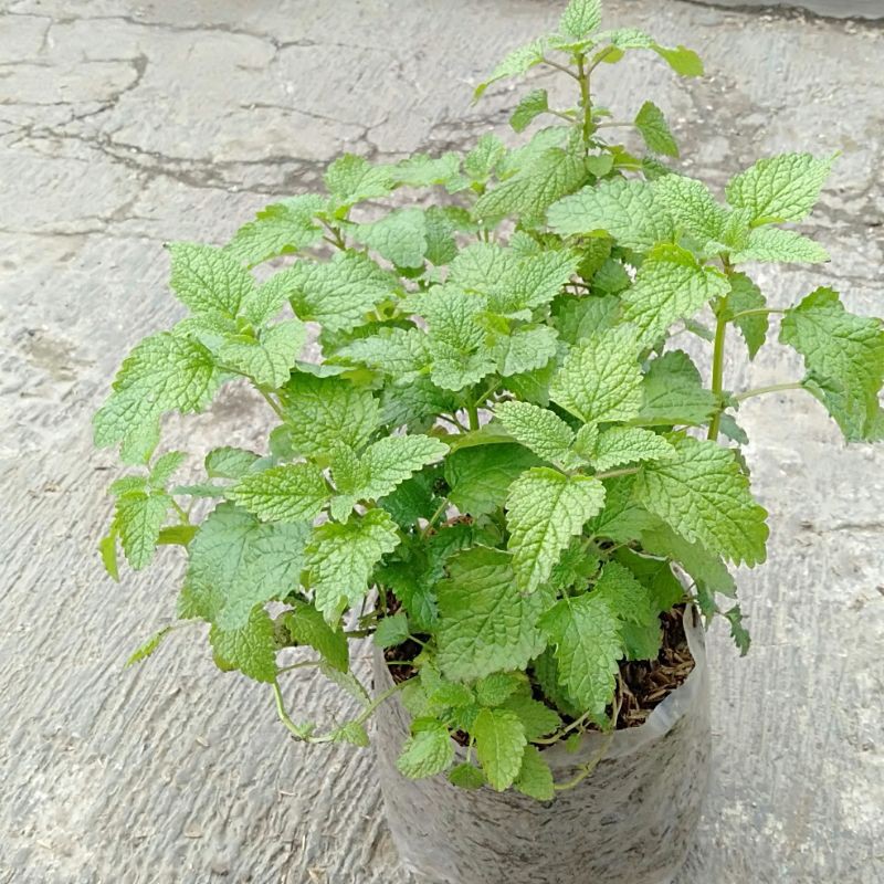 Jual Tanaman lemon balm (rimbun) | Shopee Indonesia