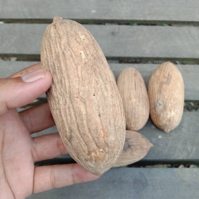 Jual Buah Ulin asli kalimantan | Shopee Indonesia