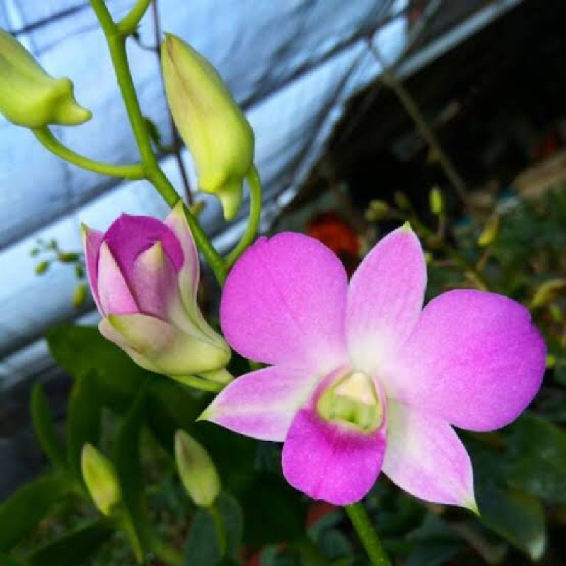 Jual ANGGREK DENDROBIUM BURANA PINK | Shopee Indonesia