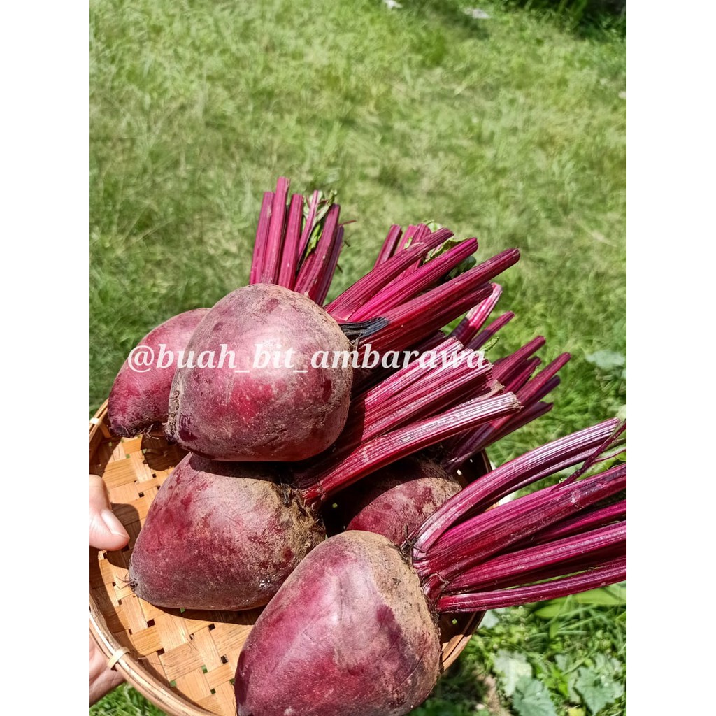 Jual 1KG/BUAH BIT/ BEET ROOT/FRESH/PENAMBAH DARAH | Shopee Indonesia