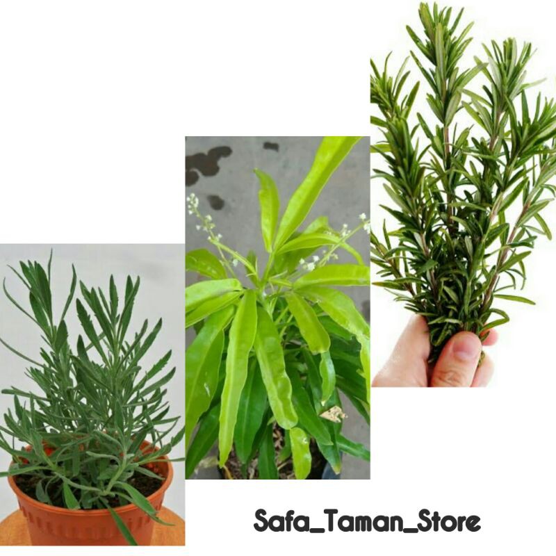 Jual Paket hemat 3 Tanaman hias Penghusir nyamuk ( Lavender-Rosemary-zodia ) | Shopee Indonesia