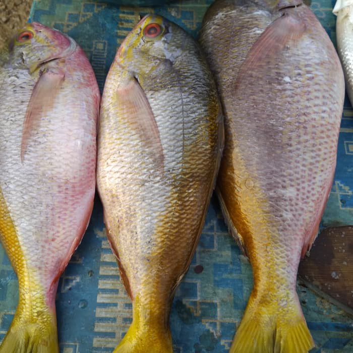 Jual Ikan Ekor Kuning Segar 1000 Gram | Shopee Indonesia