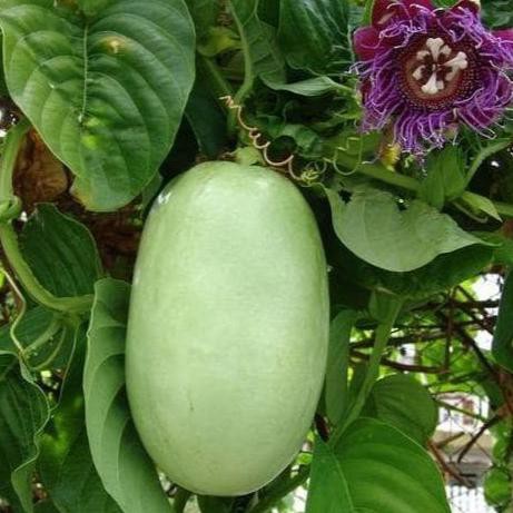Jual Bibit Pohon Buah Erbis Markisa Jumbo Tanaman Buah Rambat | Shopee ...