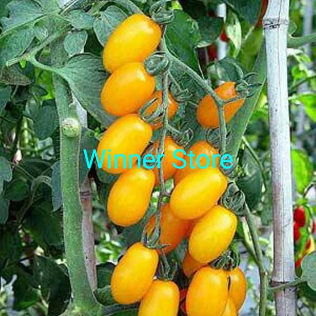 Jual Bibit Benih Buah Tomat Plum Kurma Kuning (10 Butir) | Shopee Indonesia