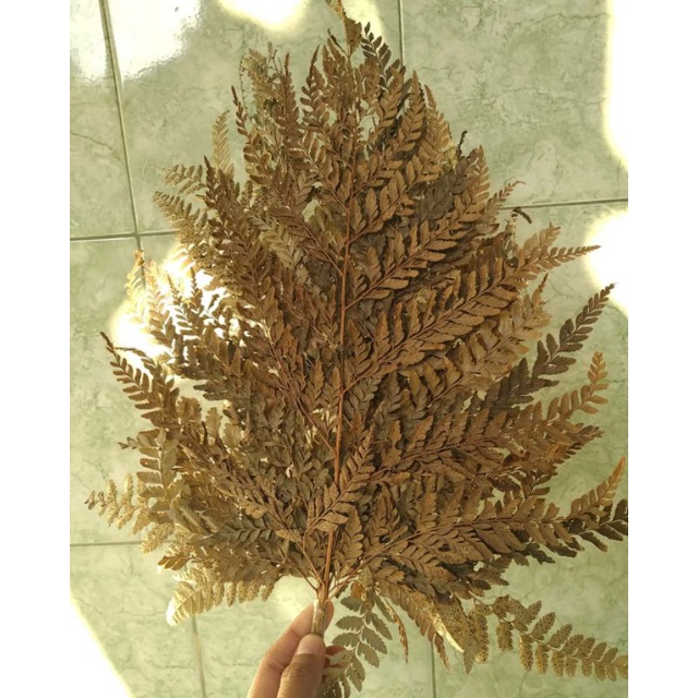 Jual DAUN PAKIS KERING (10 TANGKAI) | Shopee Indonesia