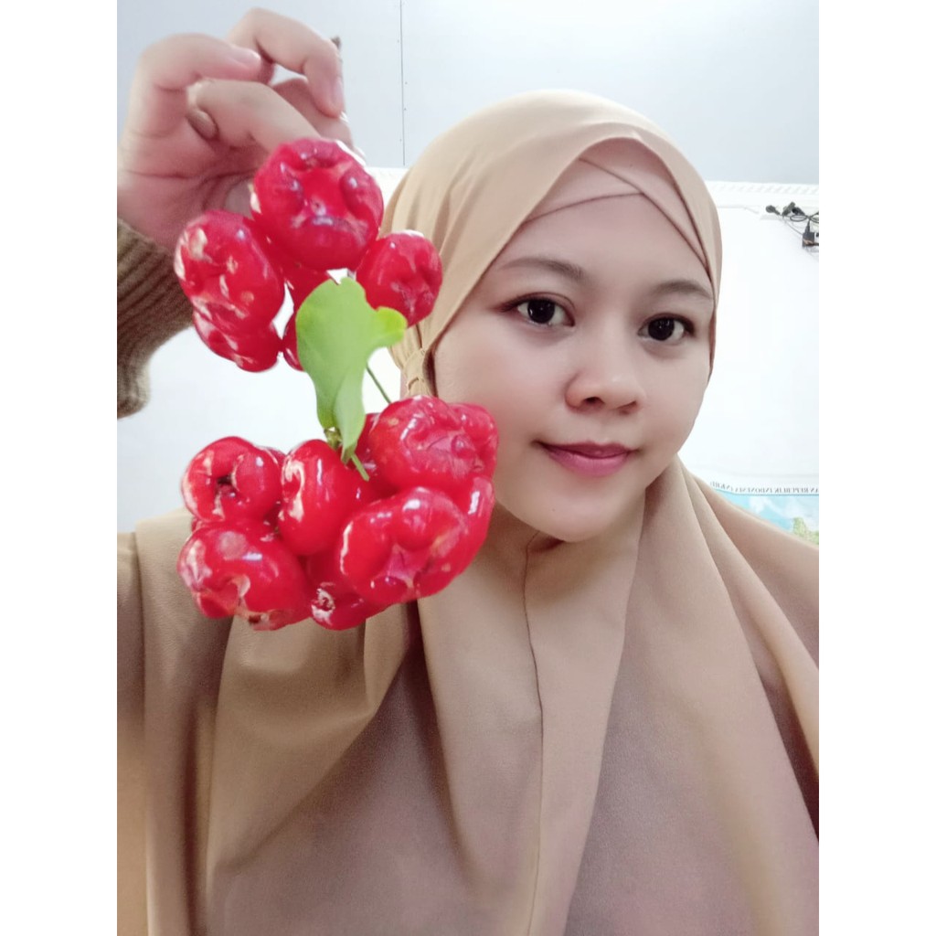 Jual Bibit jambu wer atau jambu air kancing merah unggul siap tanam ...