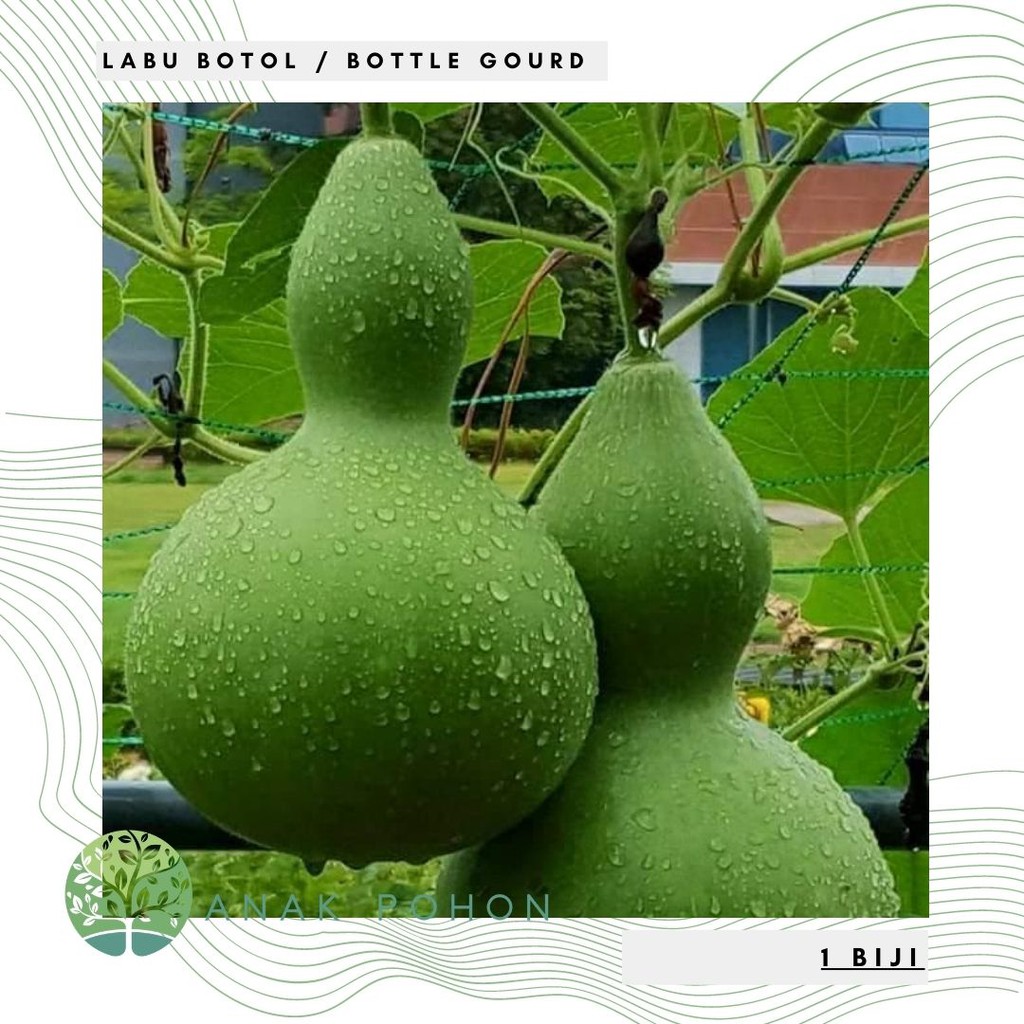 Jual Benih Bibit Biji - Labu Botol / Labu Kendi Squash (Lagenaria ...
