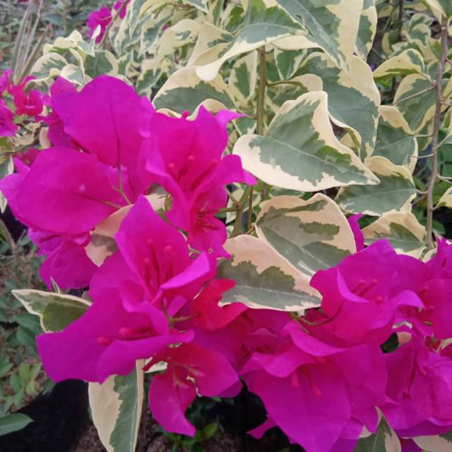 Jual Bougenville Varigata Merah (bibit) | Shopee Indonesia