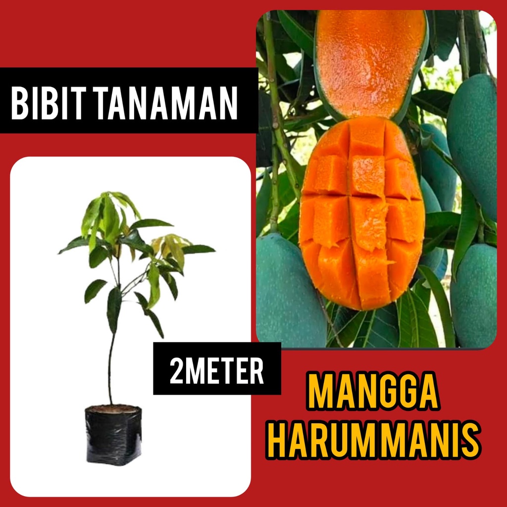 Jual Bibit Mangga Harum Manis 2 Meter Batang Seukuran Stang Motor ...