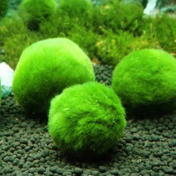 Jual (READY COD) Marimo Moss Ball Bola Algae (3 cm) OBRAL | Shopee ...