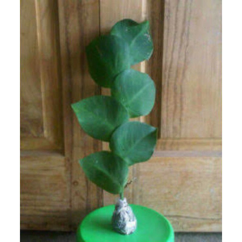 Jual tanaman hias dolar rambat daun besar | Shopee Indonesia