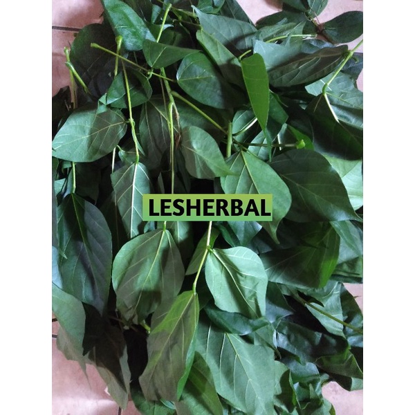 Jual daun dadap serep segar 1kg | Shopee Indonesia