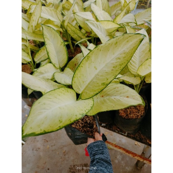 Jual Tisu Aglonema tisyu (tanaman hidup-bunga hidup Besar Rimbun murah ...