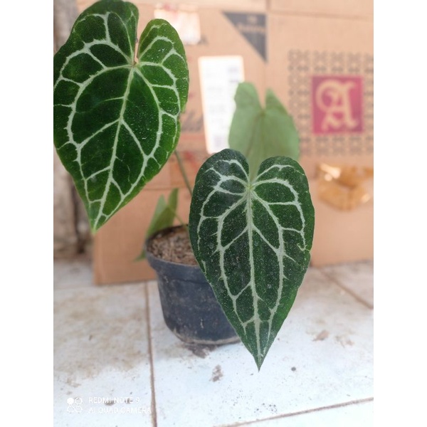 Jual KG kristalinum daun tebal | Shopee Indonesia