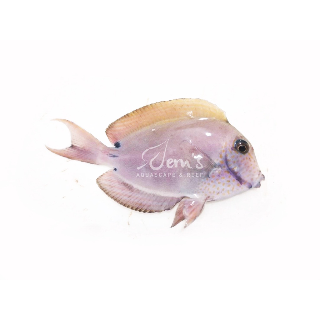 Jual Ikan Air Laut Botana Lavender (Lavender Tang) | Shopee Indonesia