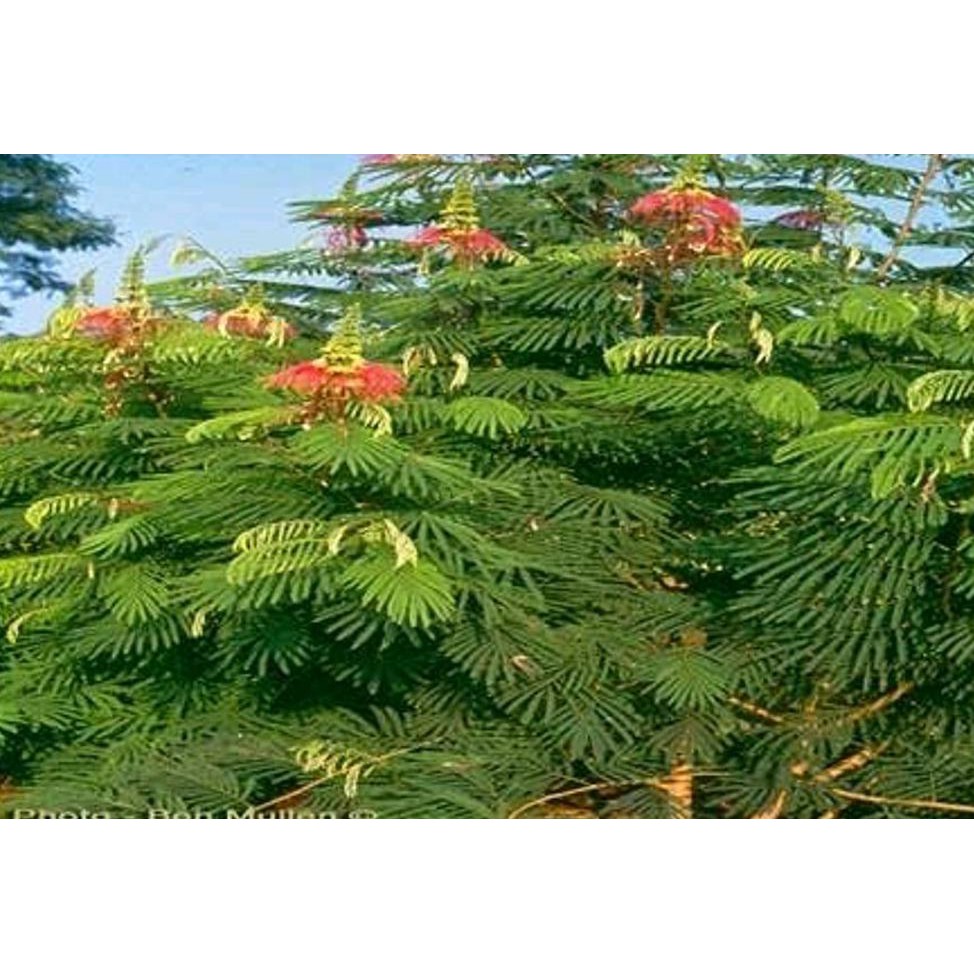 Jual 100 Benih kaliandra merah | Shopee Indonesia
