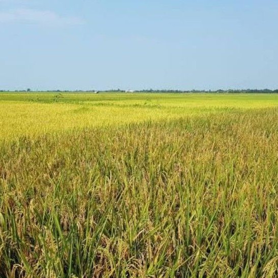 Jual tanaman padi sawah tanah | Shopee Indonesia