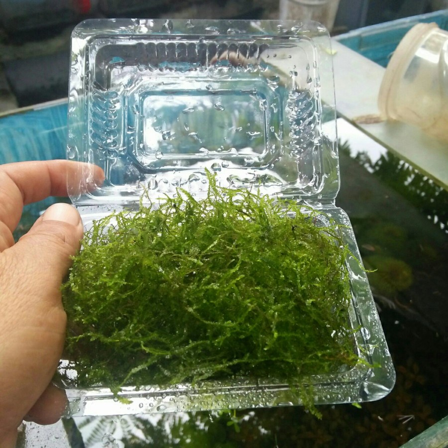 Jual Peacock Moss, Lumut Aquascape | Shopee Indonesia