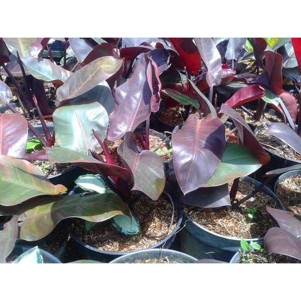 Jual Tanaman Hias Daun Philodendron Black Cardinal | Shopee Indonesia