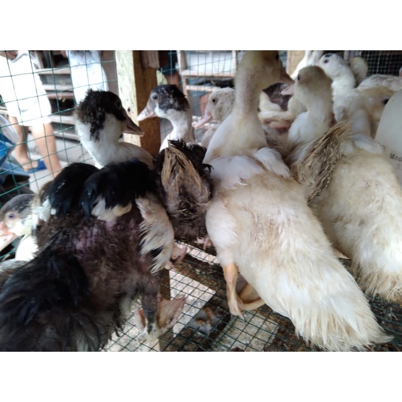 Jual anak bebek entok meri siap.// anakan bebek entok//meri | Shopee ...