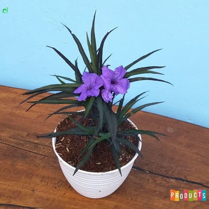 Jual Tanaman hias ruelia bunga ungu - Ruellia brittoniana Katie purple ...