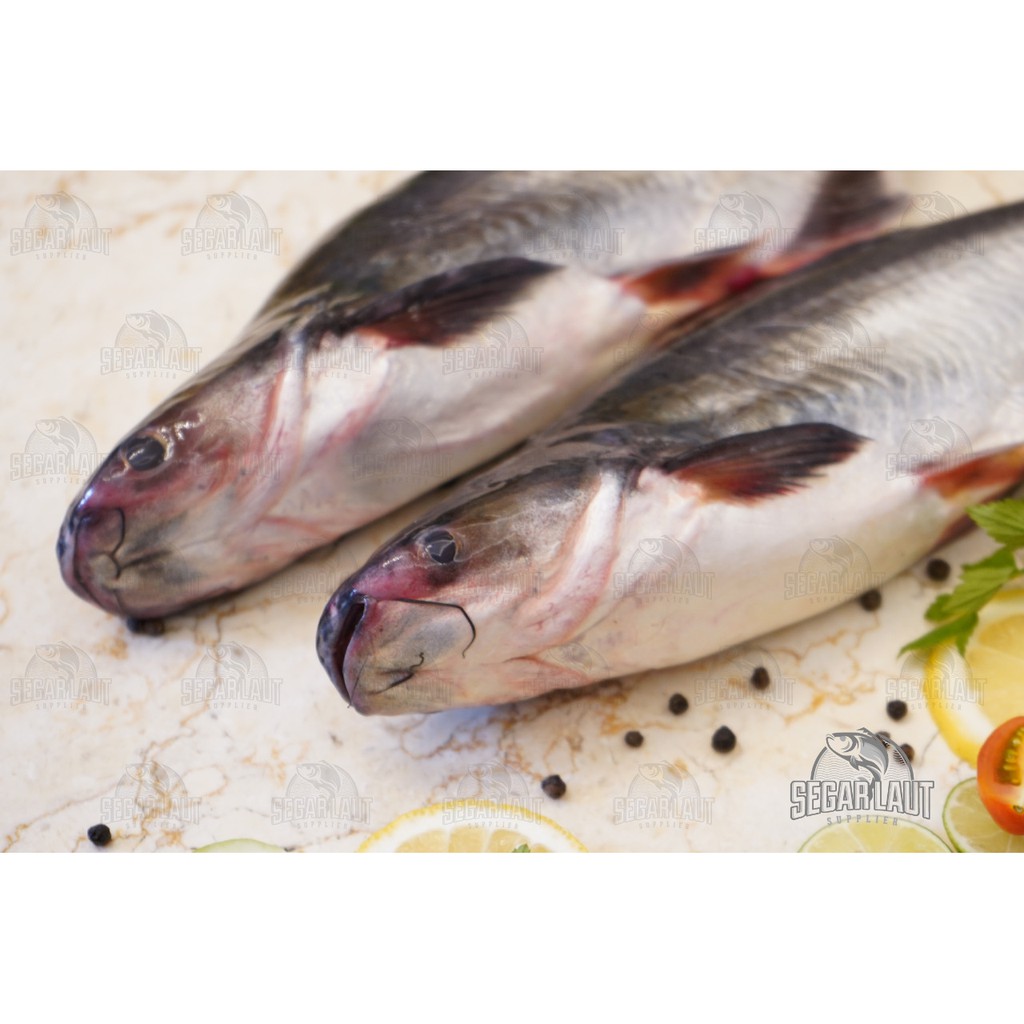 Jual IKAN PATIN | FRESH FROZEN & SEGAR | Shopee Indonesia