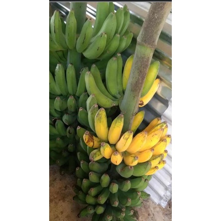 Jual Buah Pisang Raja Bulu 1 kg | Shopee Indonesia