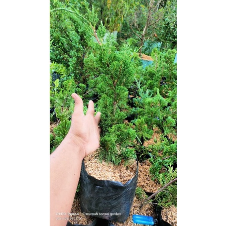 Jual bahan bibit Cemara sinensis hasil cangkok di jamin akar udah ...