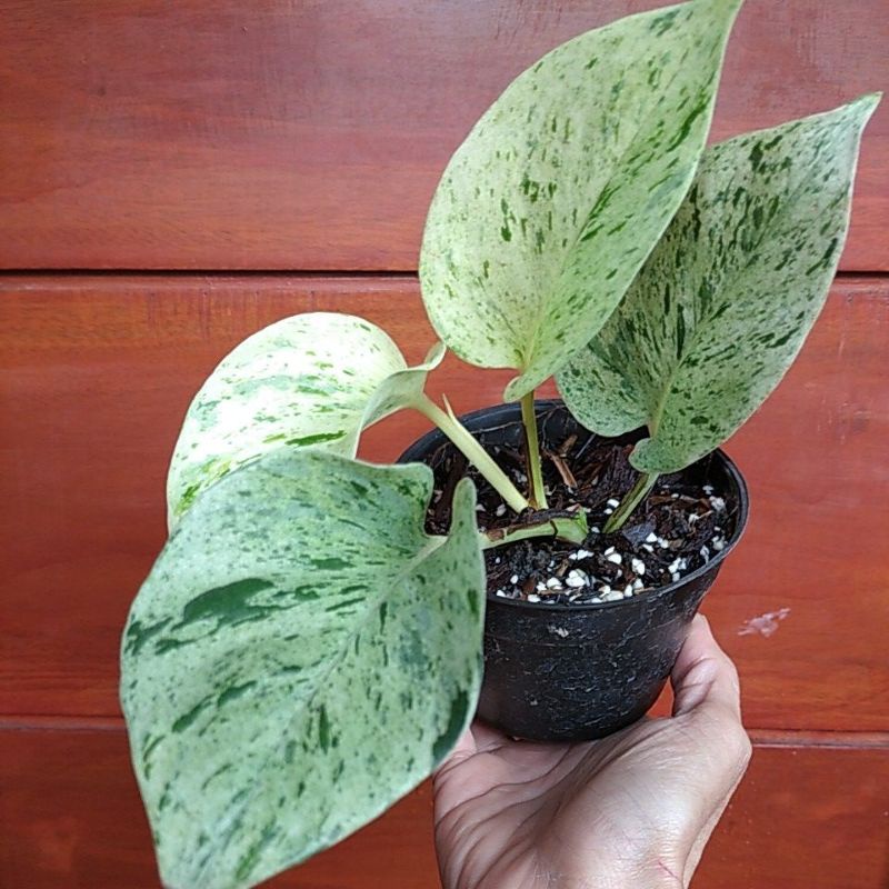 Jual Tanaman Hias Photos Marble, Marble Queen | Shopee Indonesia